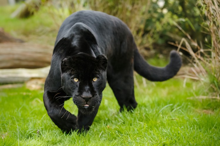 The Historic Journey of the Jaguar – The Jaguar