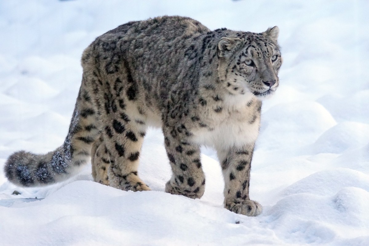 Three New Snow Leopards Collared as part of Groundbreaking Study – The ...