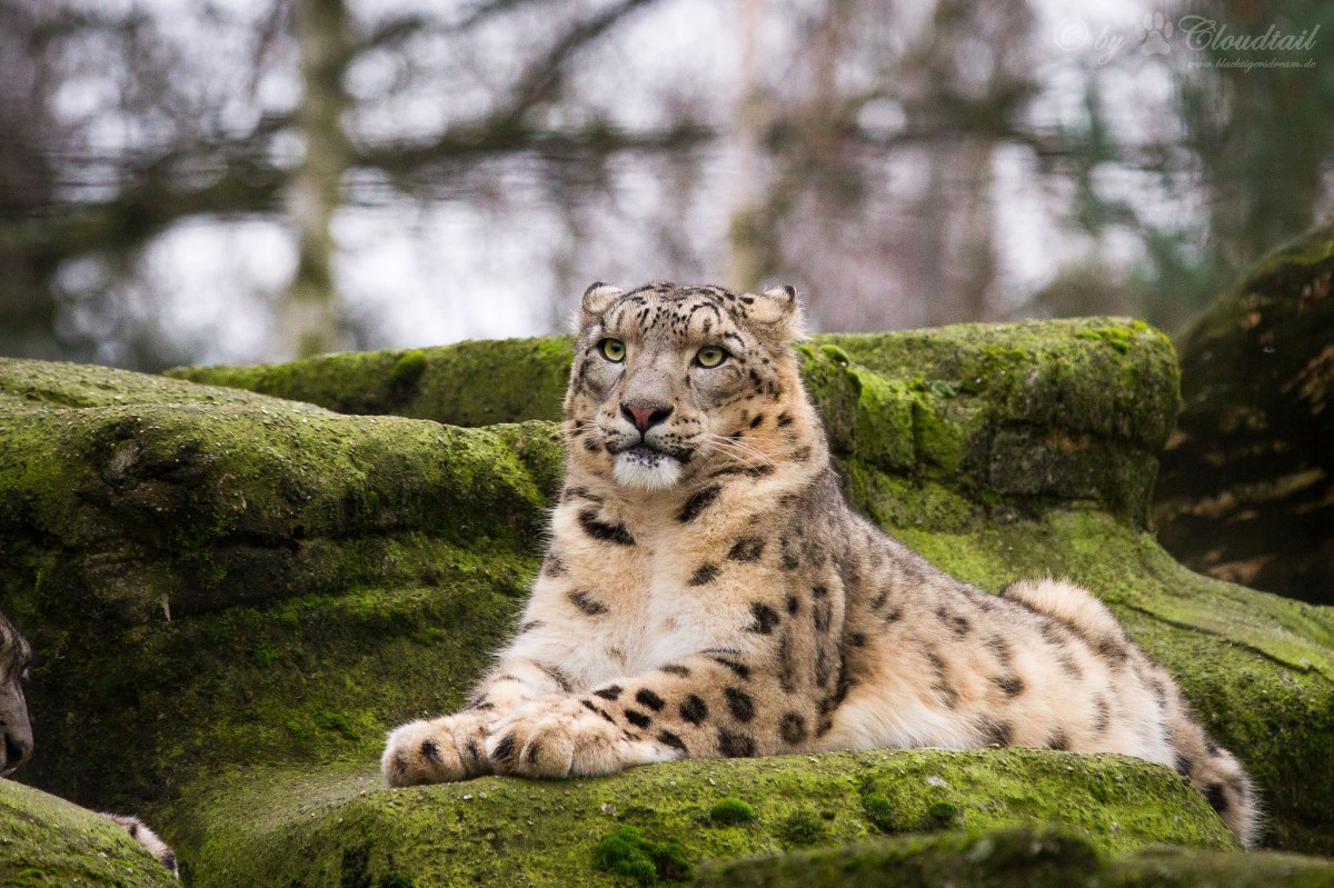 Survey Finds Rare Himalayan Wildlife in Northern India – The Jaguar