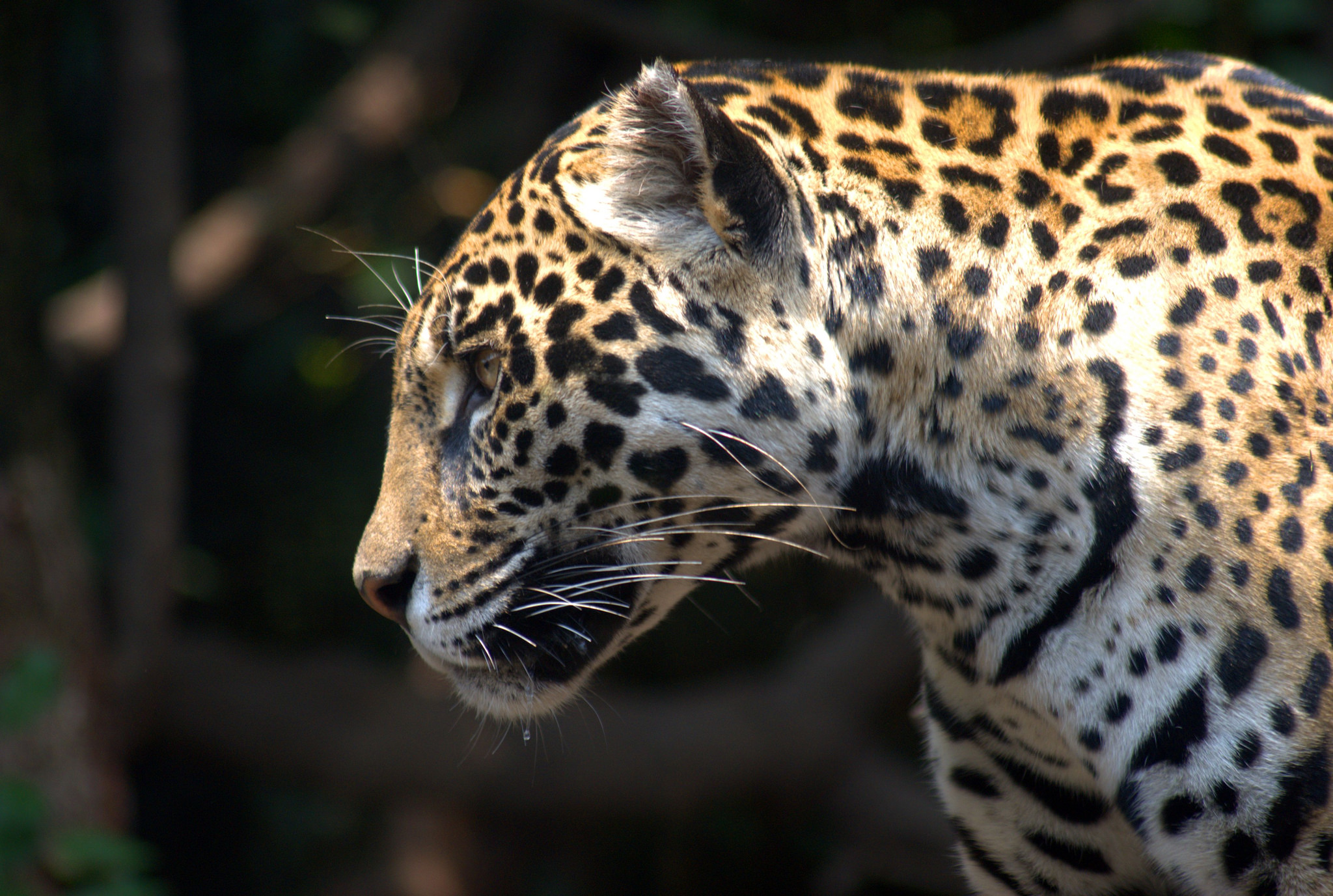 New Article Highlights Jaguar Corridor Initiative – The Jaguar