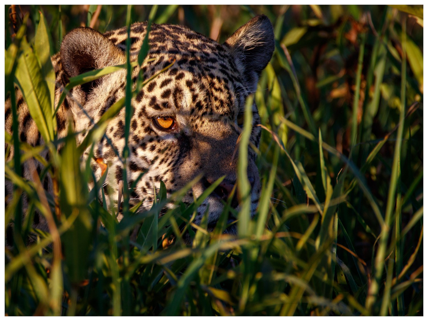 Introducing the new Jaguar 2030 Conservation Roadmap, and the First ...