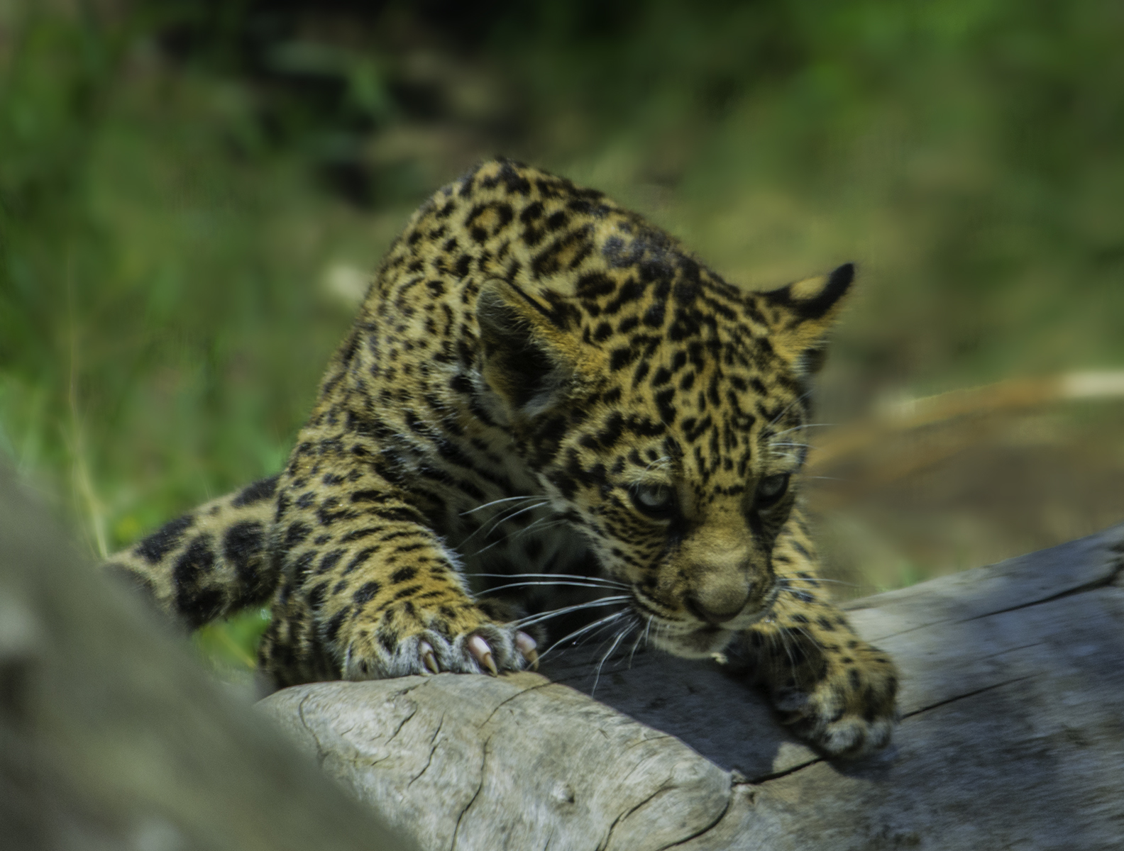 The Jaguar and Allies Named a Top 25 Wildlife Blog – The Jaguar