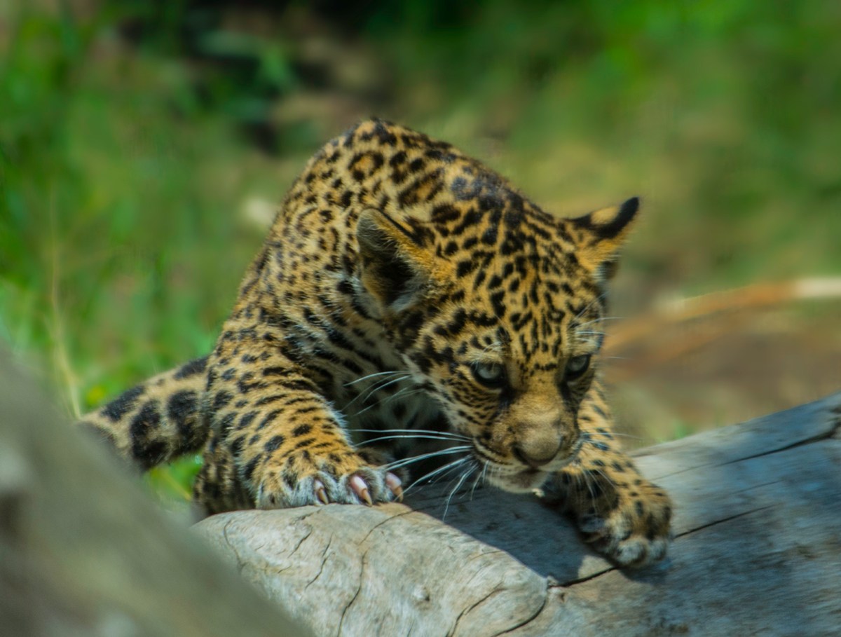 The Jaguar and Allies Named a Top 25 Wildlife Blog – The Jaguar