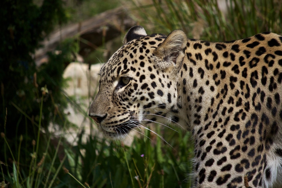 Persian Leopard Photographed in Kazakhstan for the First Time – The Jaguar