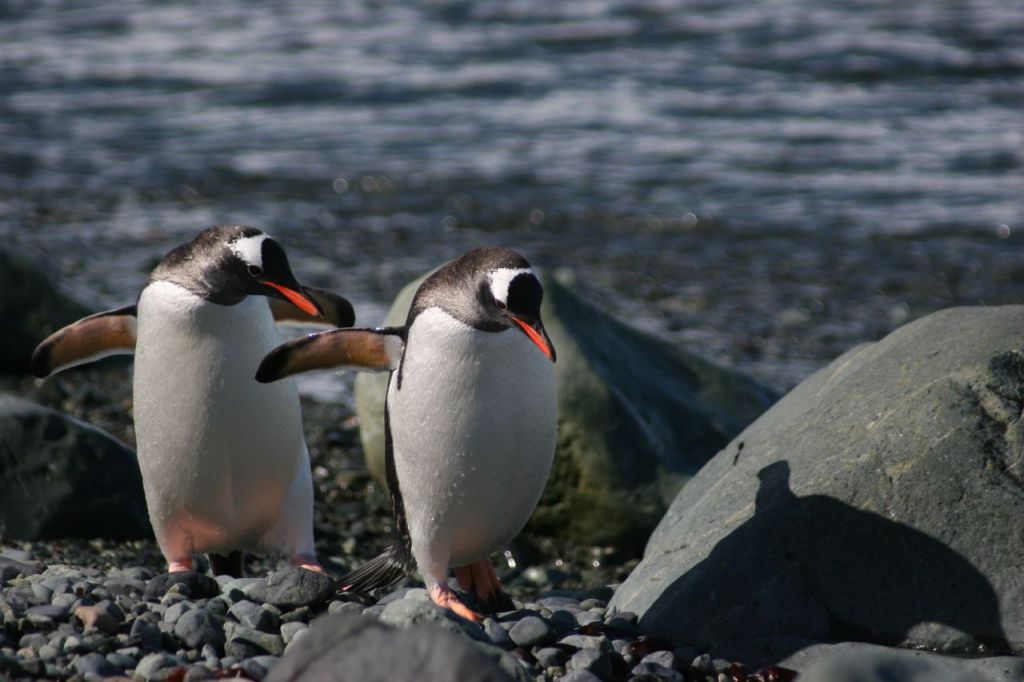 Encounters at the End of the World: The Best Documentary Ever? – The Jaguar