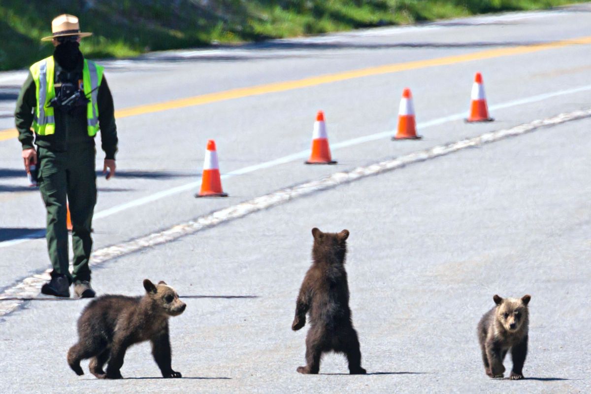 Ways to Respect Wildlife when Hiking through National Parks – The Jaguar